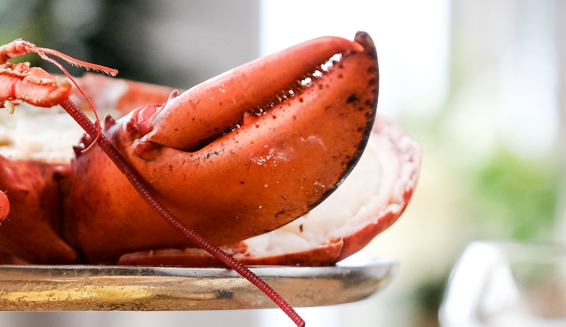 Skaldyrsfad på Strandmøllekroen i Klampenborg | Krabbeklør, Kæmperejer ...